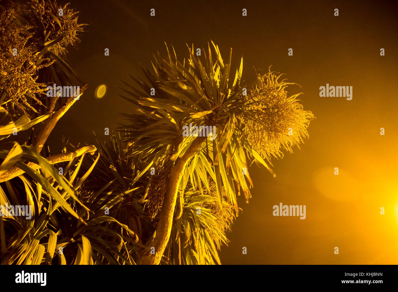 Uk plam tree hi-res stock photography and images - Alamy