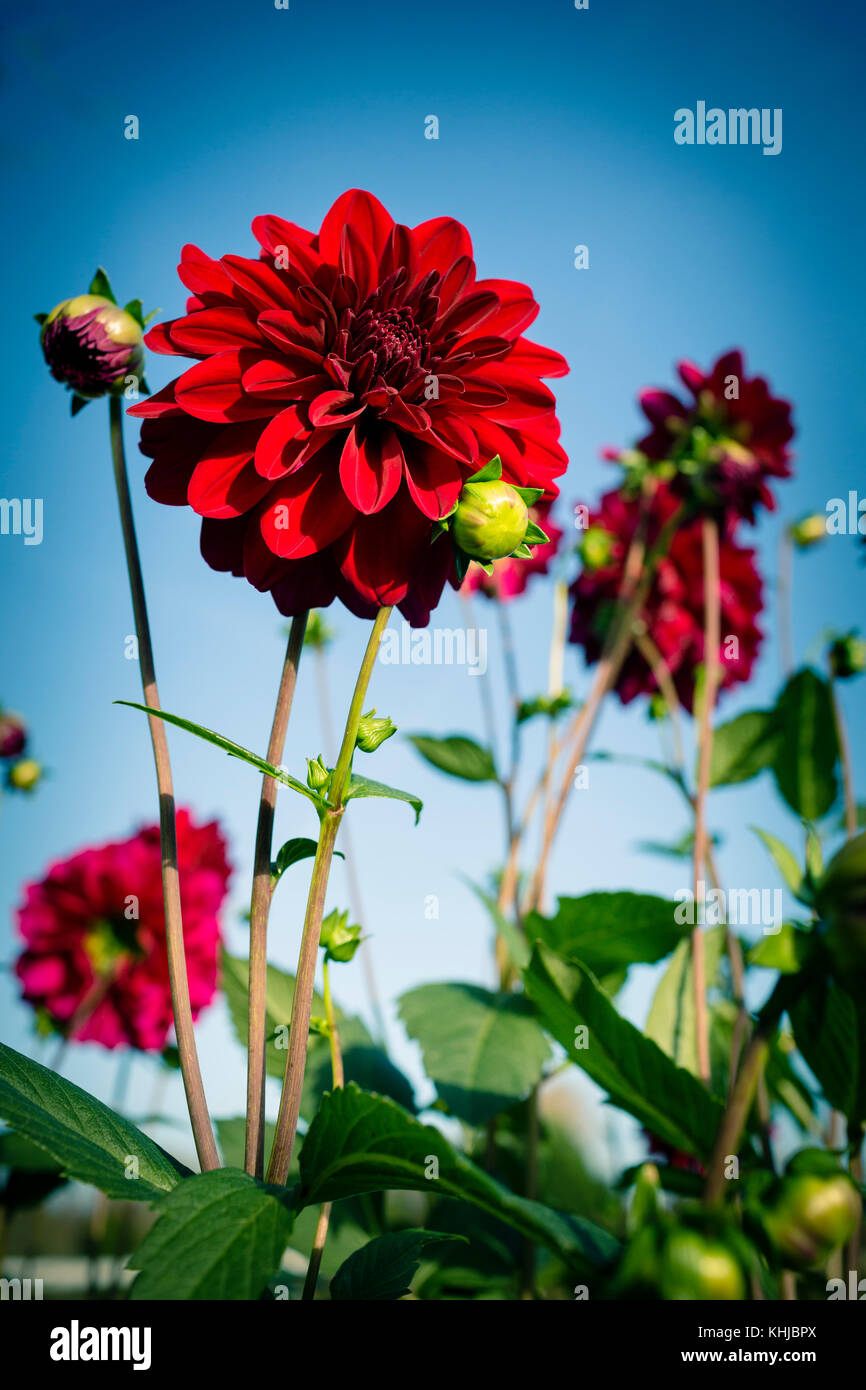 Large red Dhalia flower in full bloom against a blue sky Stock Photo ...