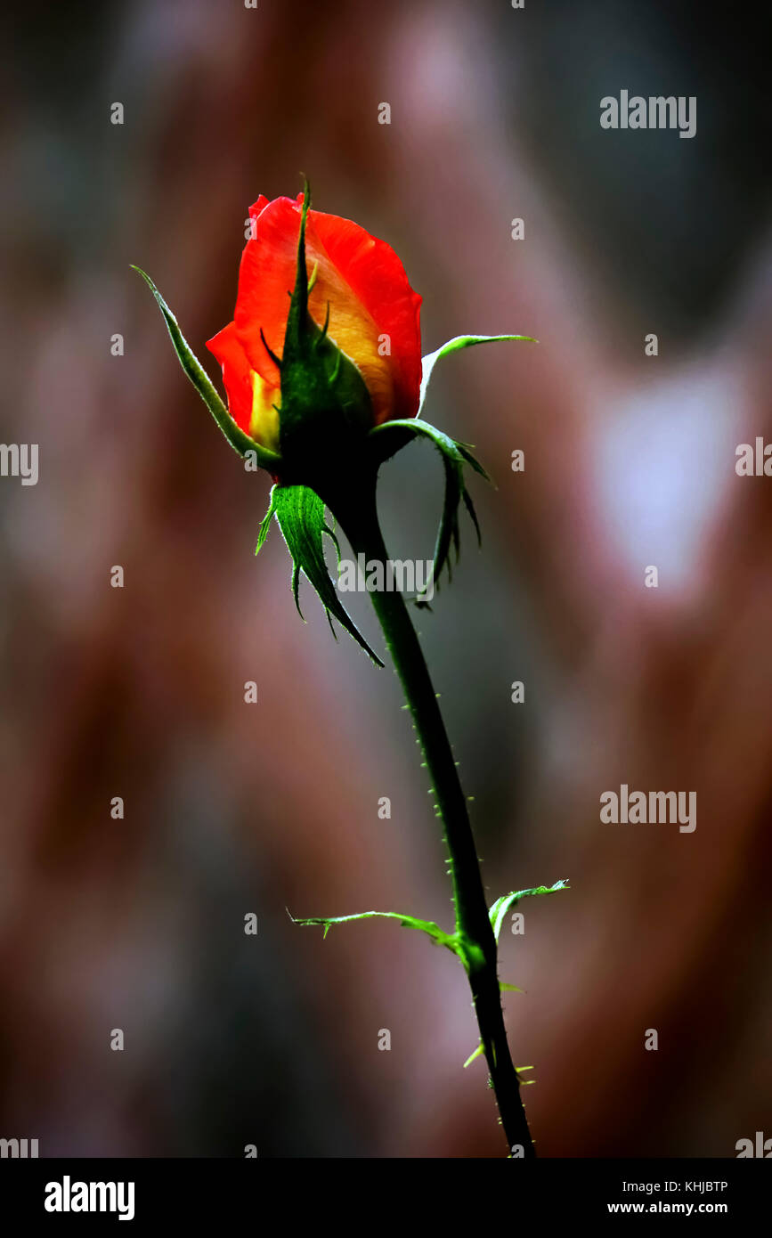 perfect orange Garden Rose bud Stock Photo - Alamy