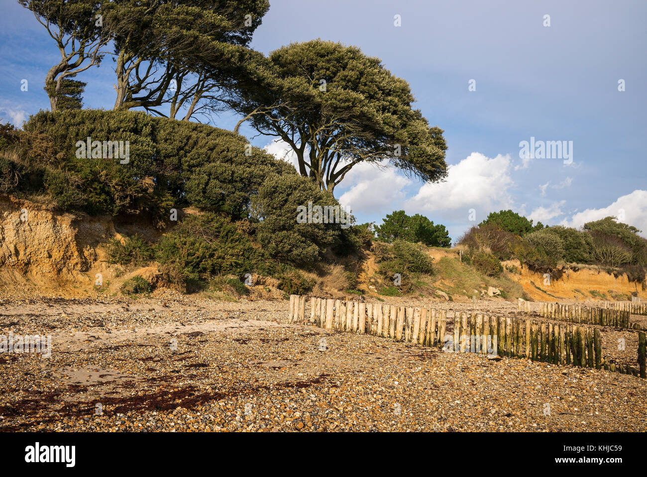 Holm Oak trees on the clifftop with wooden groynes helping to prevent ...