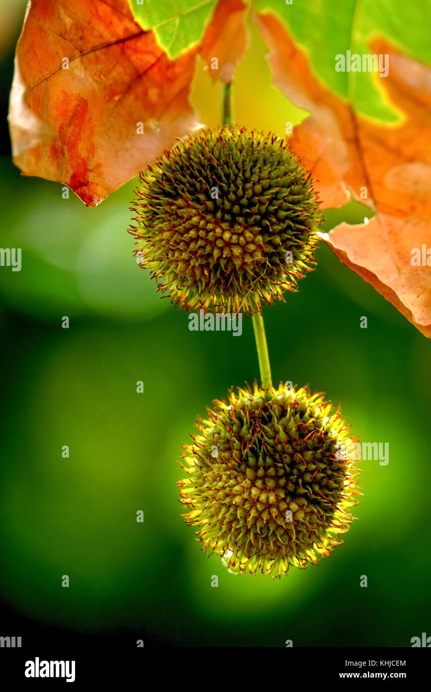 Close up of the Platanus Tree (Plane Tree) with autumn color leafs ...