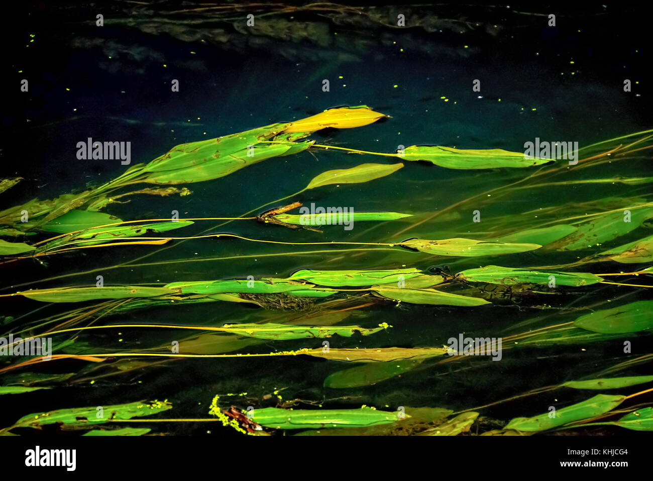 Swamp Lands High Resolution Stock Photography and Images - Alamy