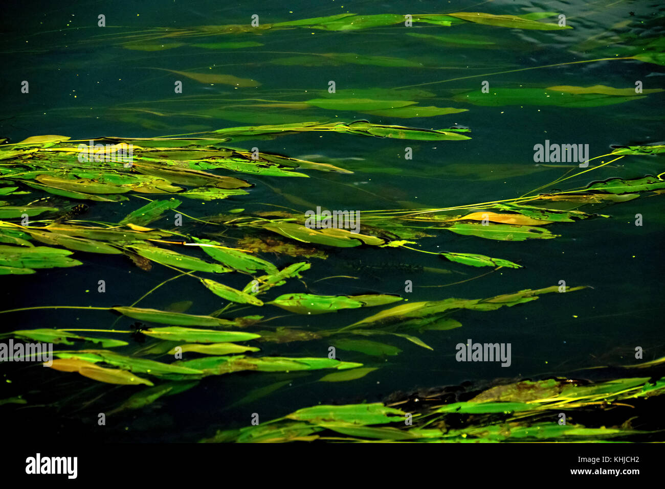 Water plants in a swamp Stock Photo - Alamy