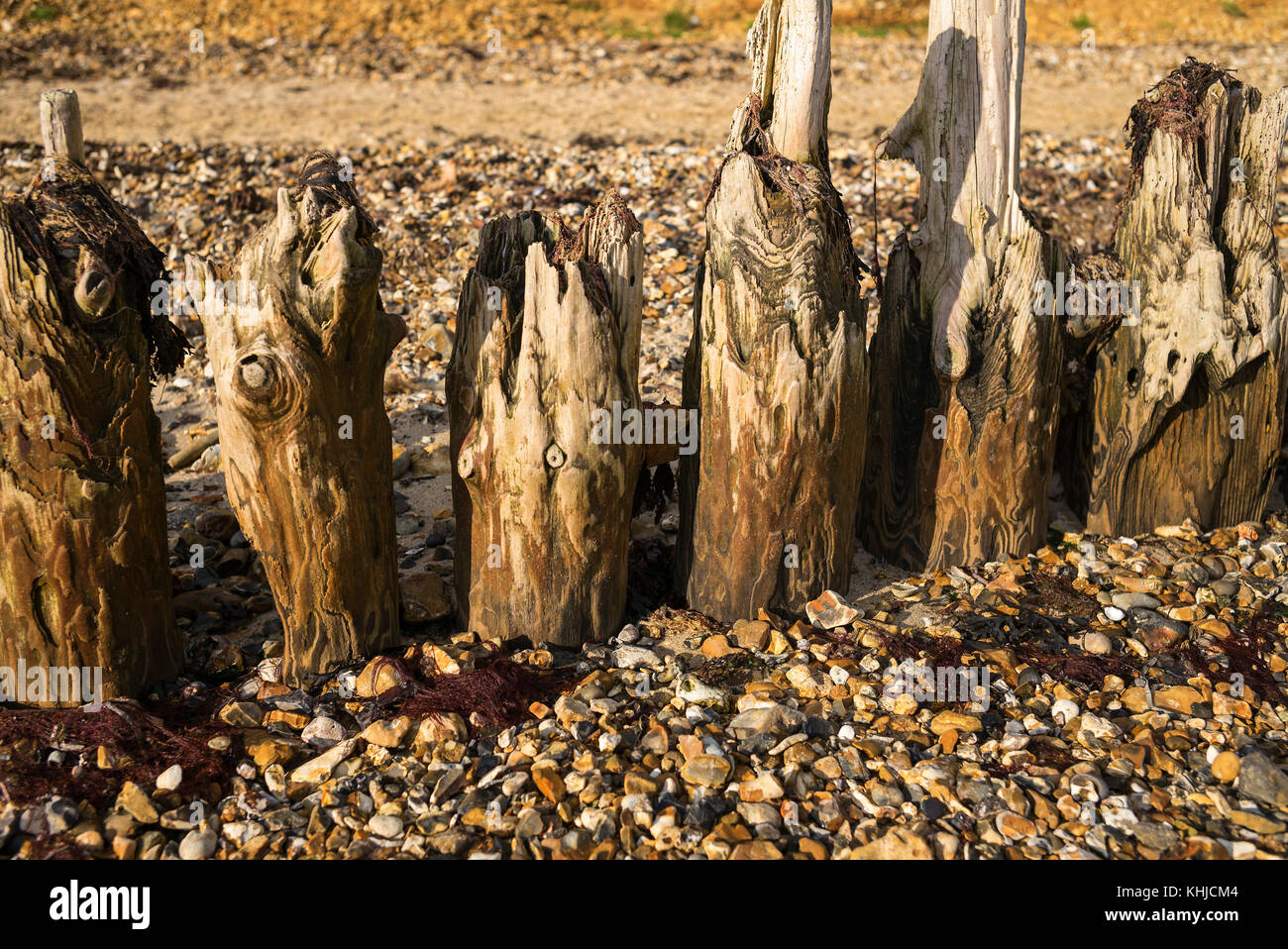 Wooden groynes helping to prevent coastal erosion at Lepe Country Park ...