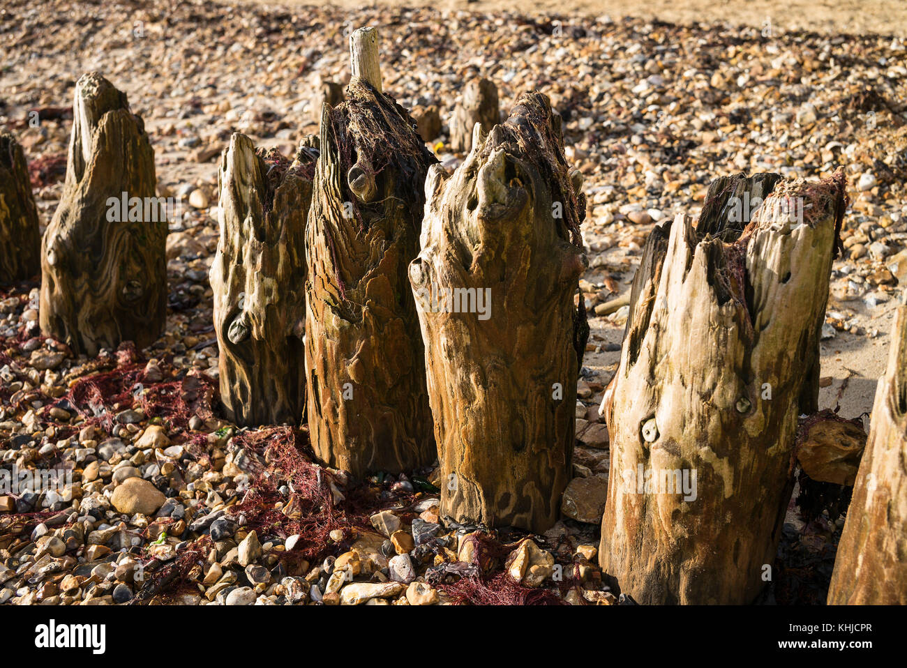 Wooden groynes helping to prevent coastal erosion at Lepe Country Park ...
