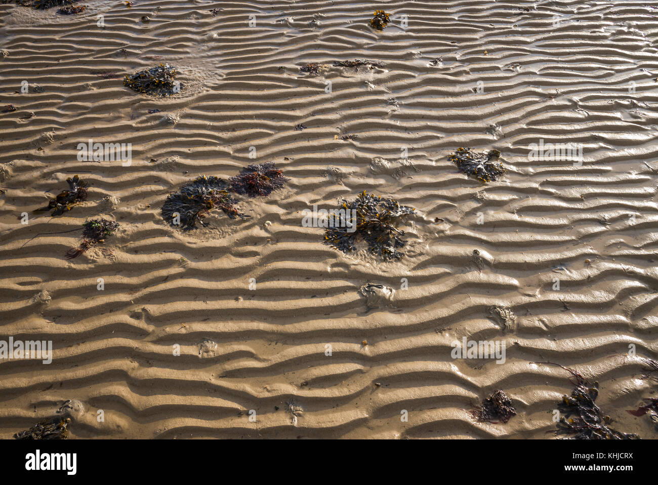 Wave ripple patterns in beach sand at Lepe Country Park, foreshore and ...