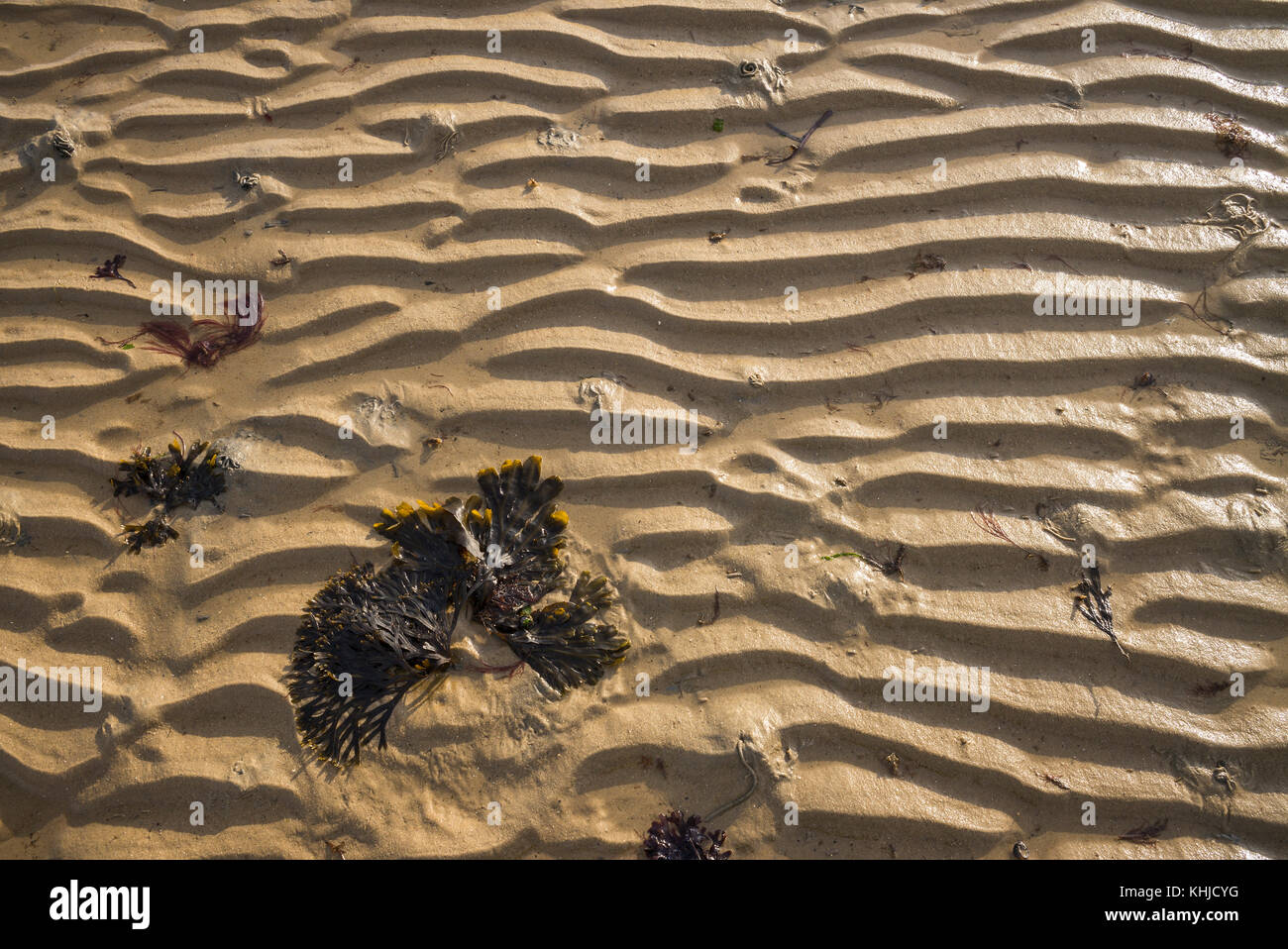 Wave ripple patterns in beach sand at Lepe Country Park, foreshore and ...