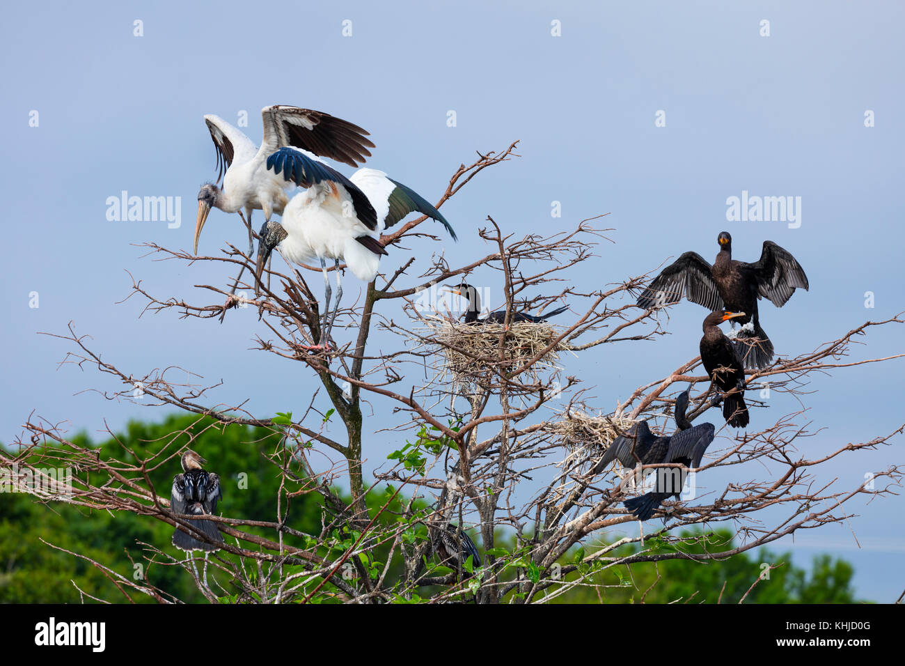 Endangered florida wading bird hi-res stock photography and images - Alamy