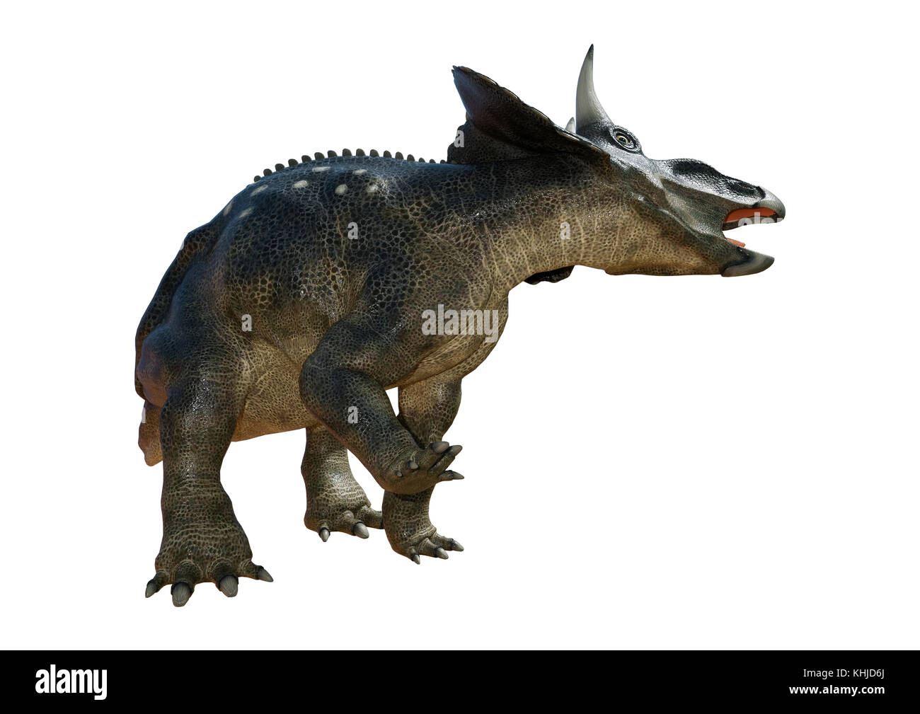 3D rendering of a dinosaur Diceratops isolated on white background ...