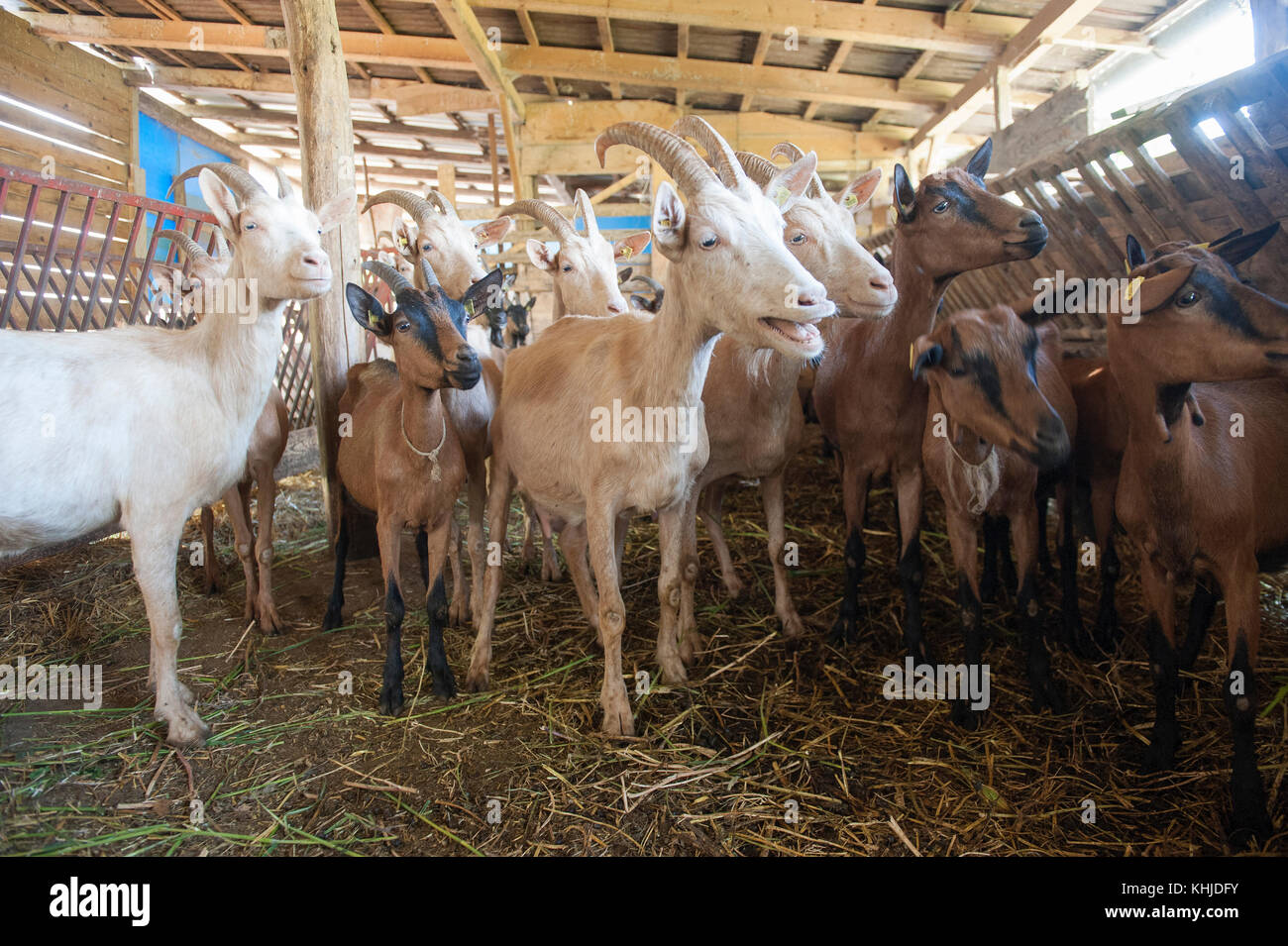 Group of young goats in the stable Stock Photo - Alamy