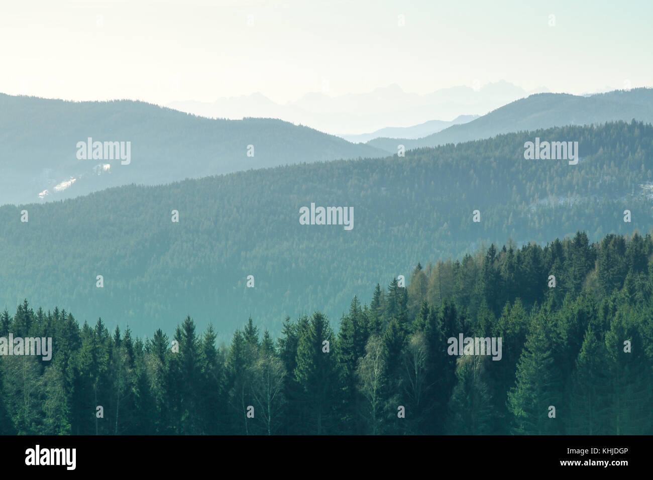Mountain landscape with spruce and pine trees in the Alps during a ...