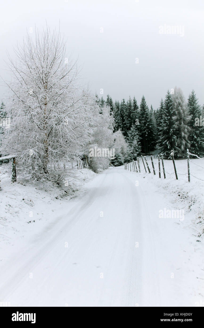 Snowy road, tree and spruce tree forest covered by fresh snow during ...