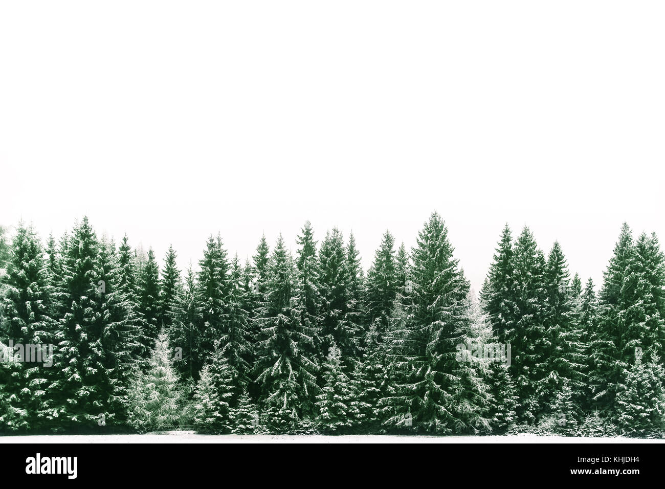 Spruce tree forest covered by fresh snow during Winter Christmas time ...
