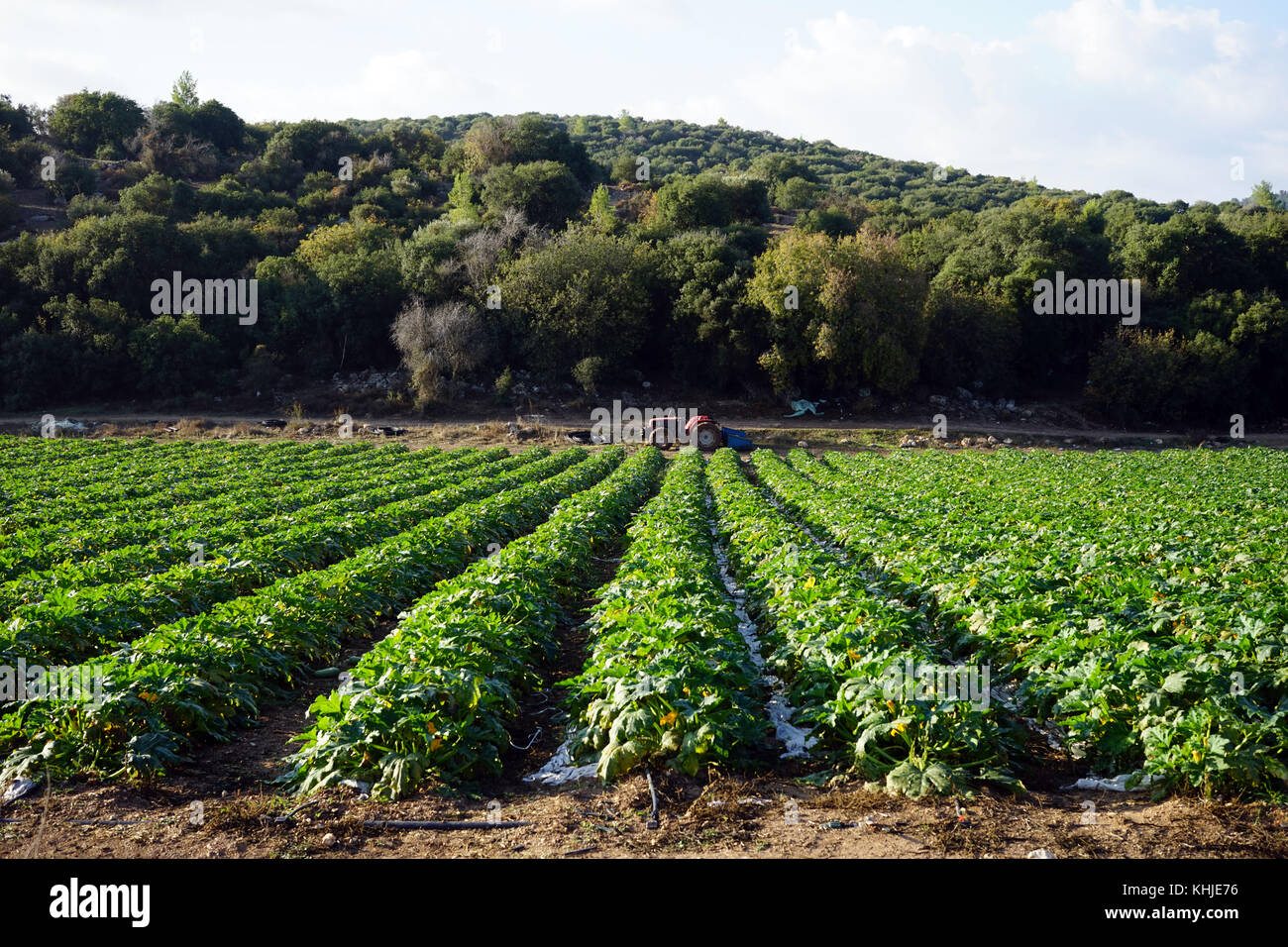 Cucumbers on the farmland in Israel Stock Photo - Alamy