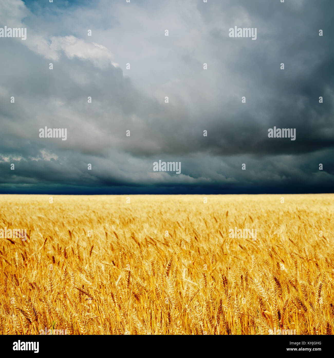 dramatic clouds over golden field. rain before Stock Photo - Alamy
