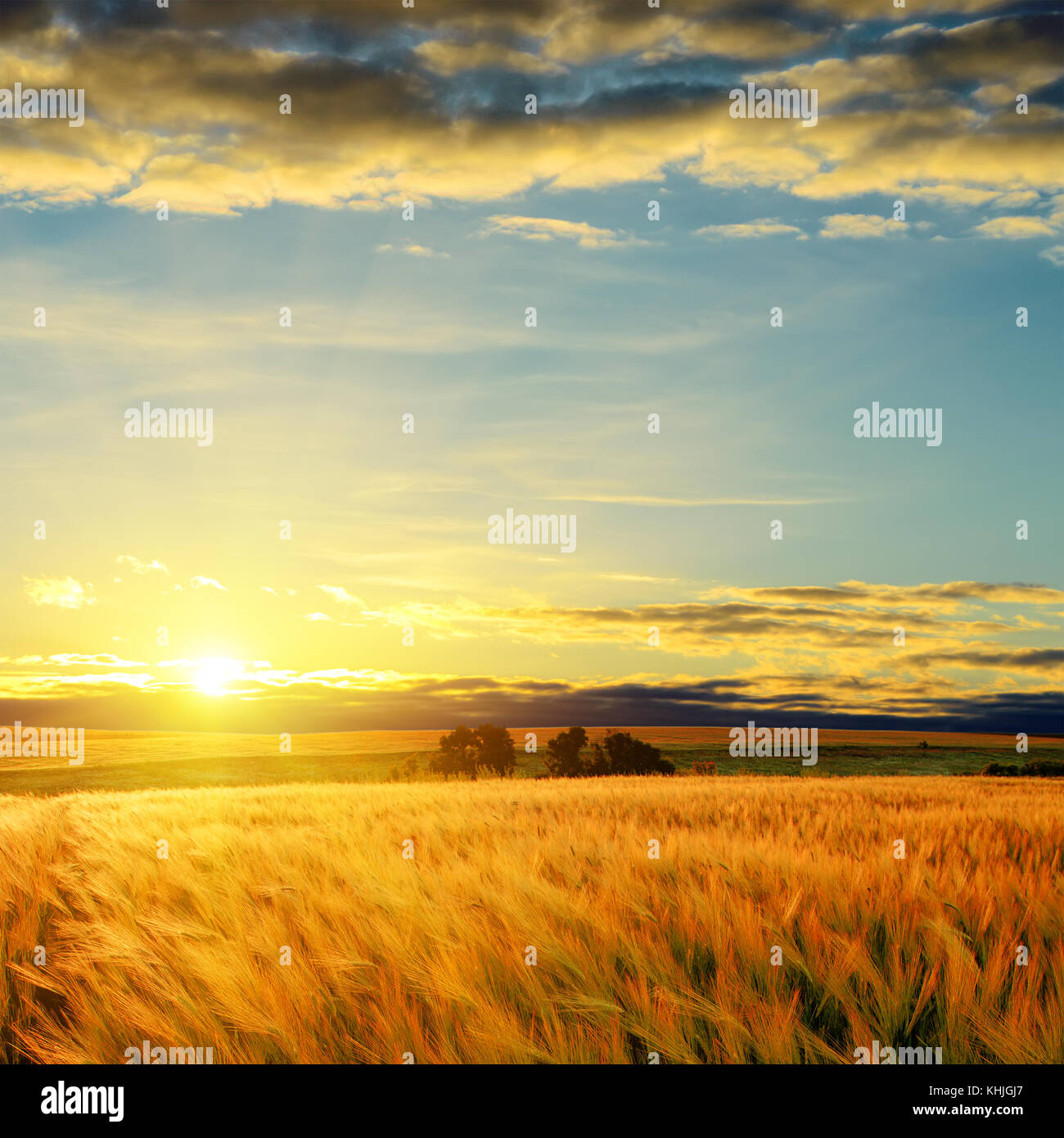 clouds on sunset over field with barley Stock Photo - Alamy