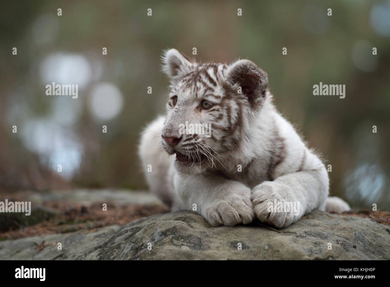 Royal bengal tiger cub hi-res stock photography and images - Alamy