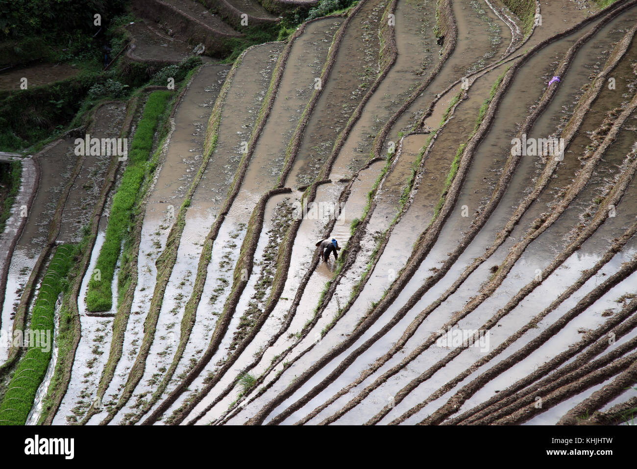 Man is working on the rice field in China Stock Photo - Alamy