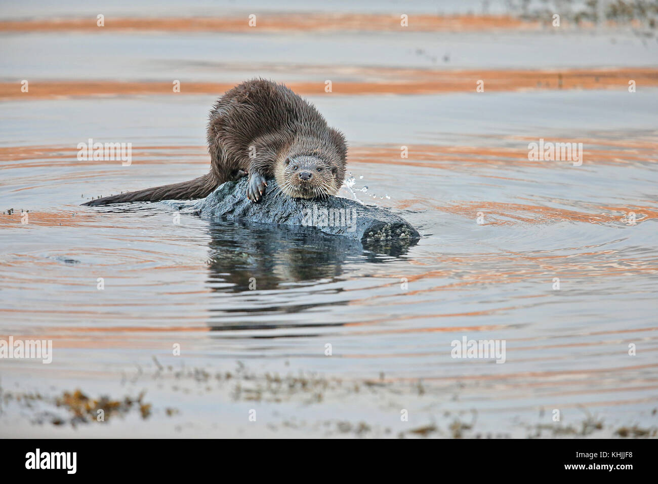 Eurasian Otter sitting on a stone Stock Photo - Alamy
