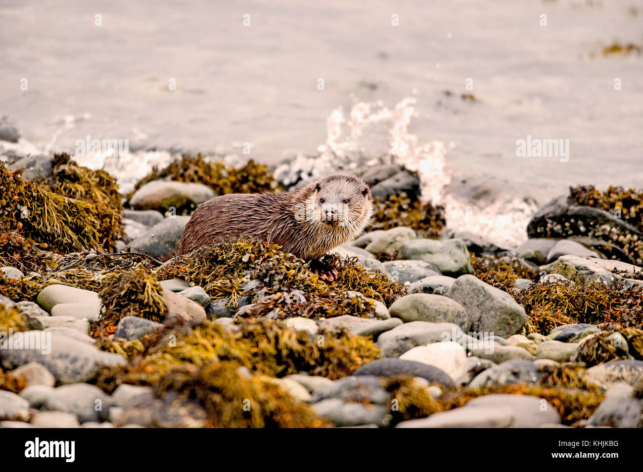 Owl eating scorpion hi-res stock photography and images - Alamy
