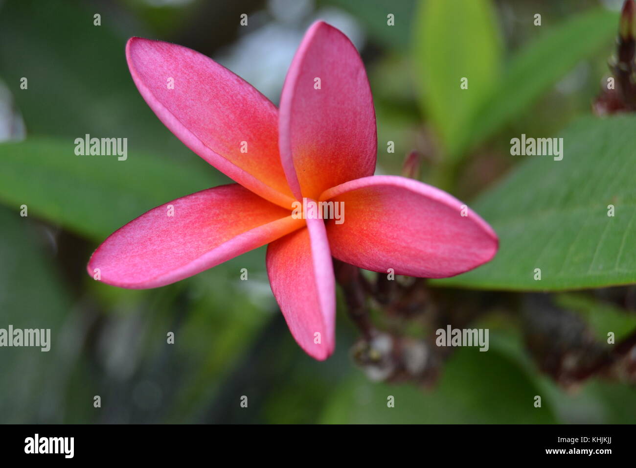 Frenchpenny hi-res stock photography and images - Alamy