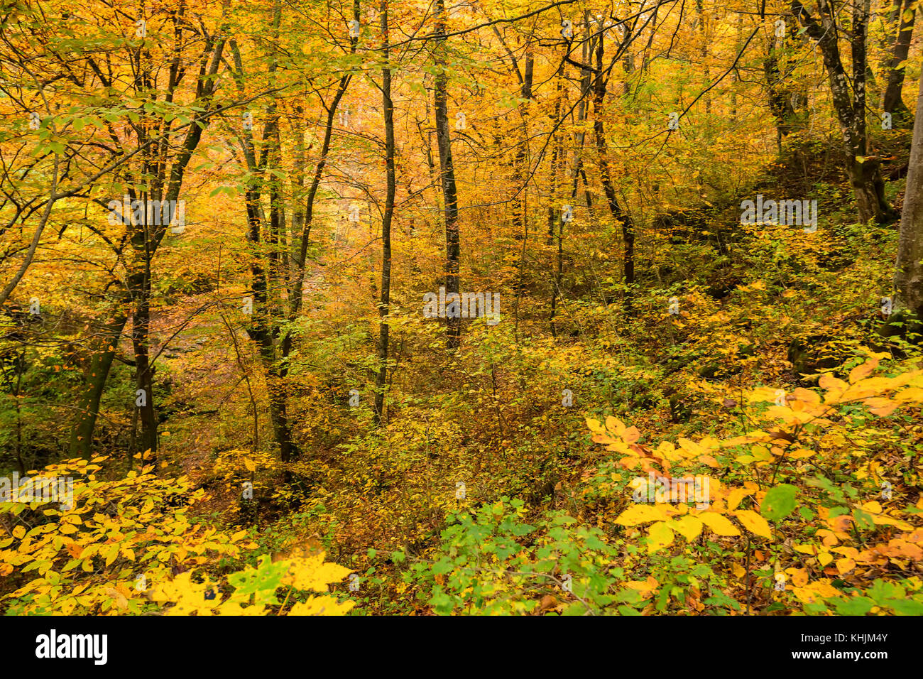 Scenic landscape of forest in fall Stock Photo - Alamy
