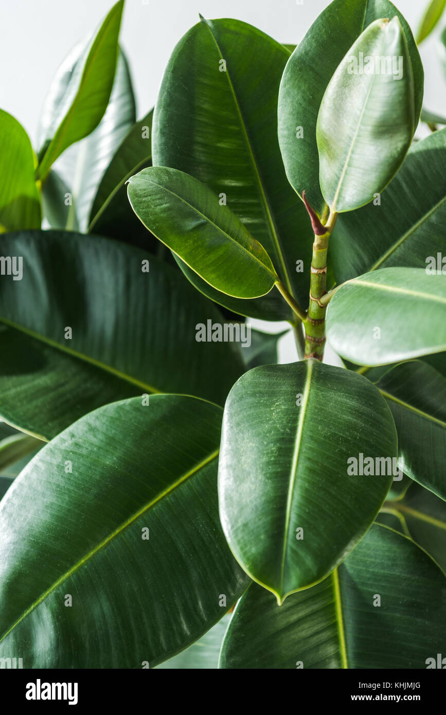 plant Stock Photo - Alamy