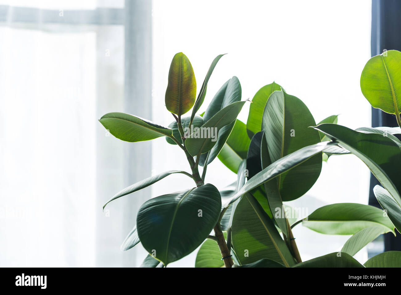house plant Stock Photo - Alamy