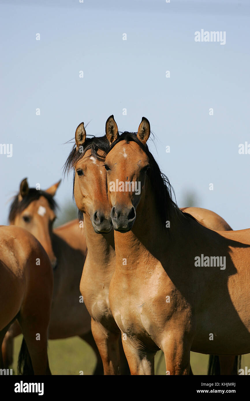 Kiger mustang hi-res stock photography and images - Alamy