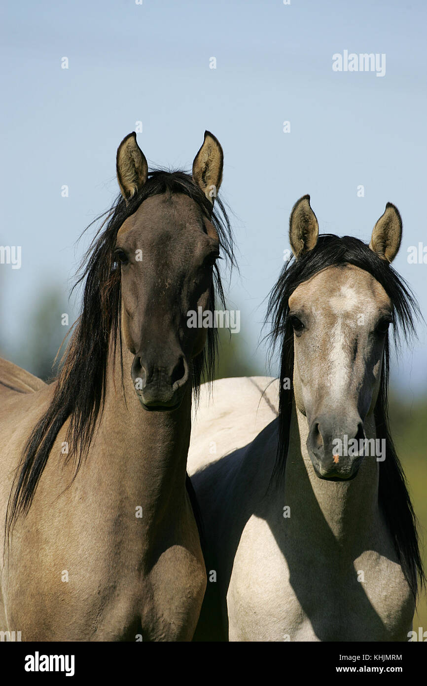 Kiger mustang hi-res stock photography and images - Alamy