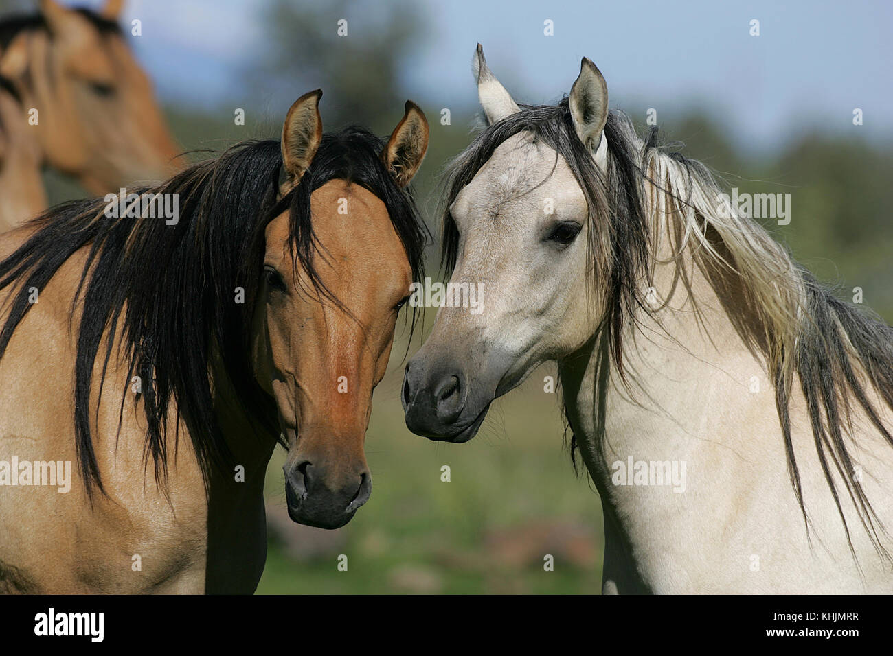 Kiger hi-res stock photography and images - Alamy