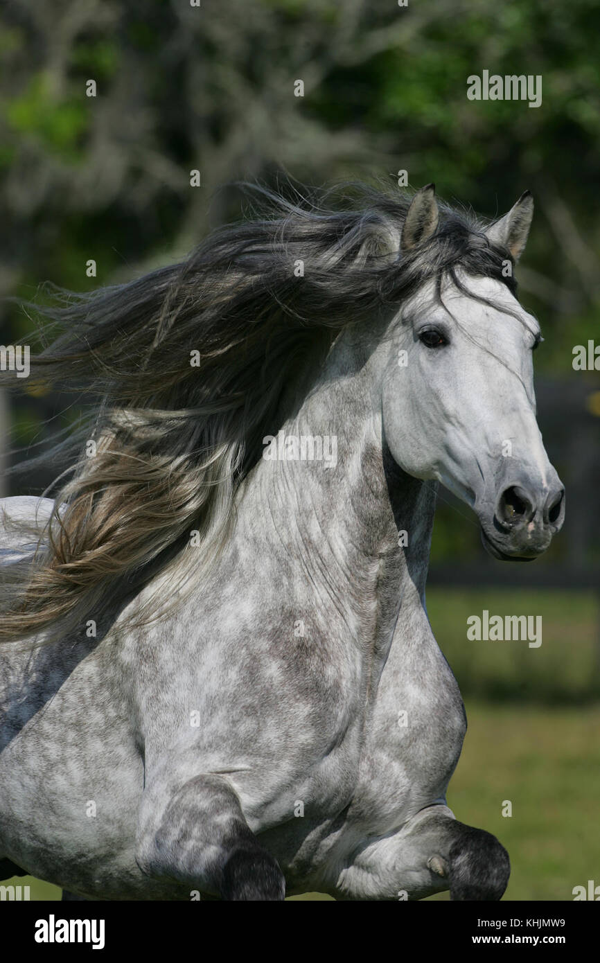 Portrait andalusian stallion hi-res stock photography and images - Alamy