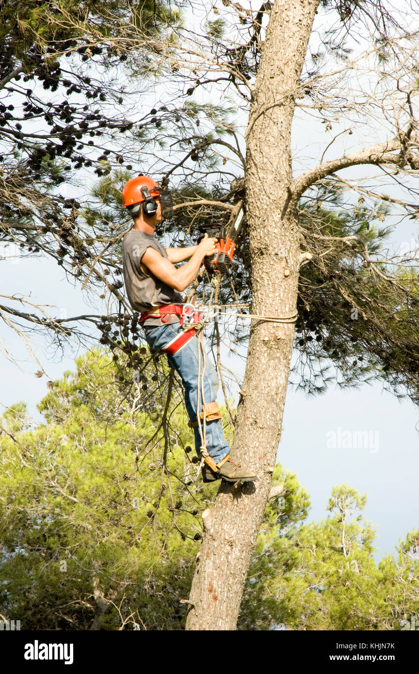 Pine Tree Cut Out High Resolution Stock Photography and Images - Alamy