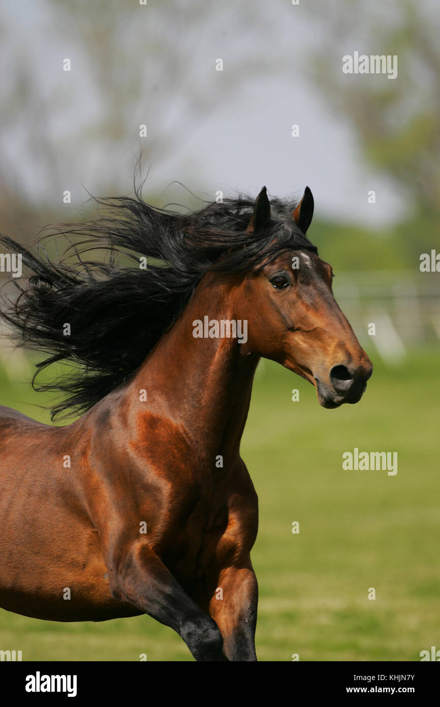 Tennessee walking horse stallion hi-res stock photography and images ...