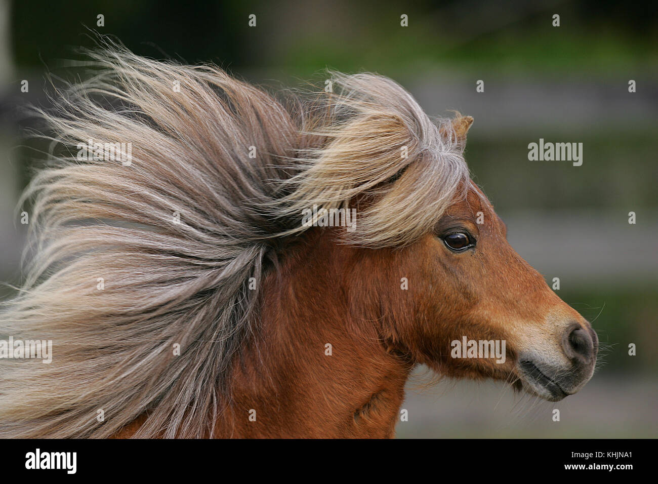 Miniature pony hi-res stock photography and images - Alamy