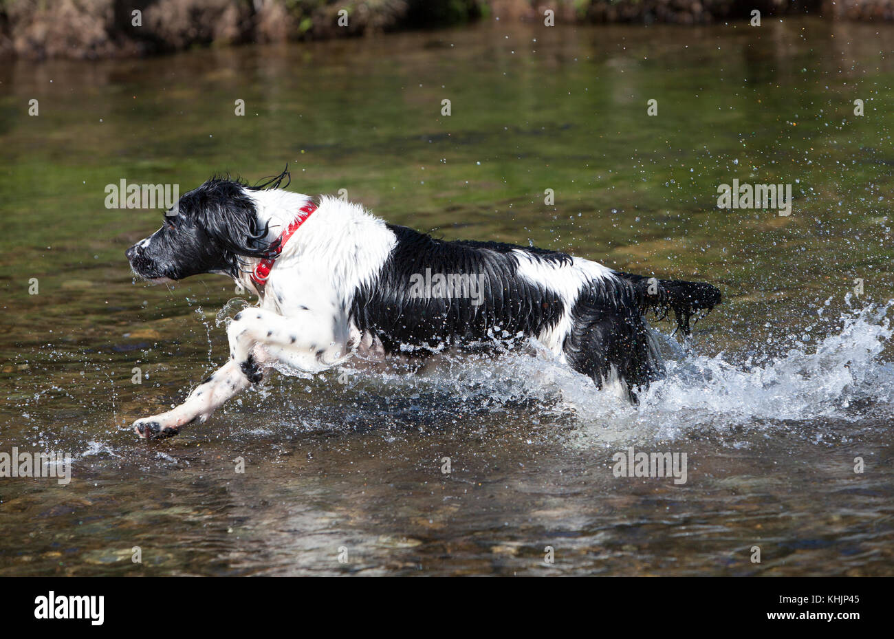 Shaking water dogs swimming river hi-res stock photography and images ...