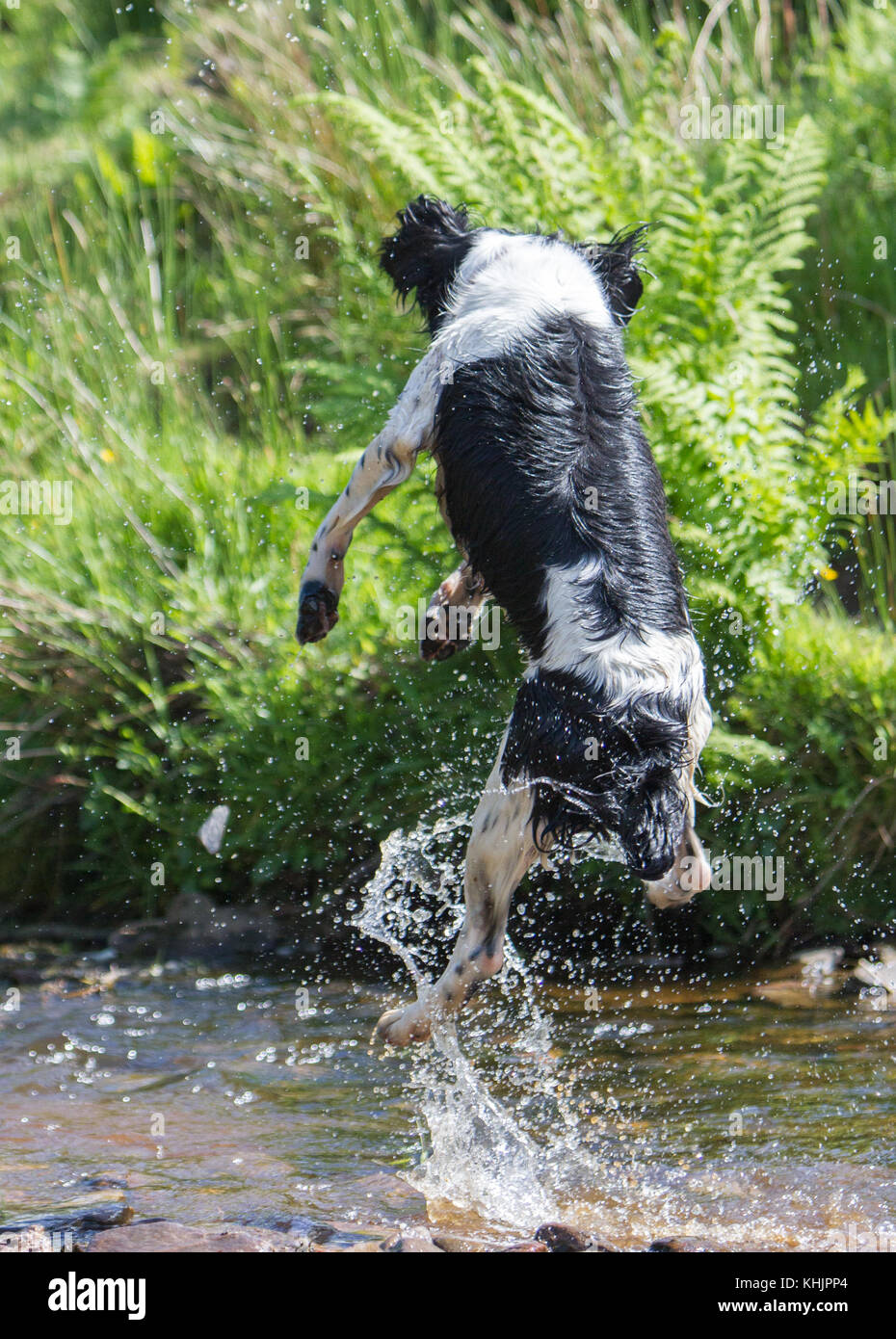 English Springer Spaniel Jumping Stock Photos & English Springer ...