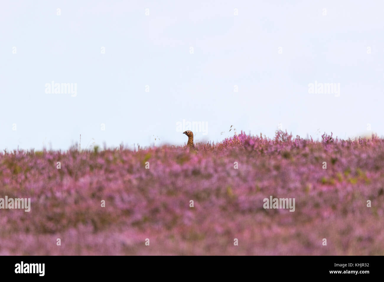 Grouse in Heather Stock Photo - Alamy