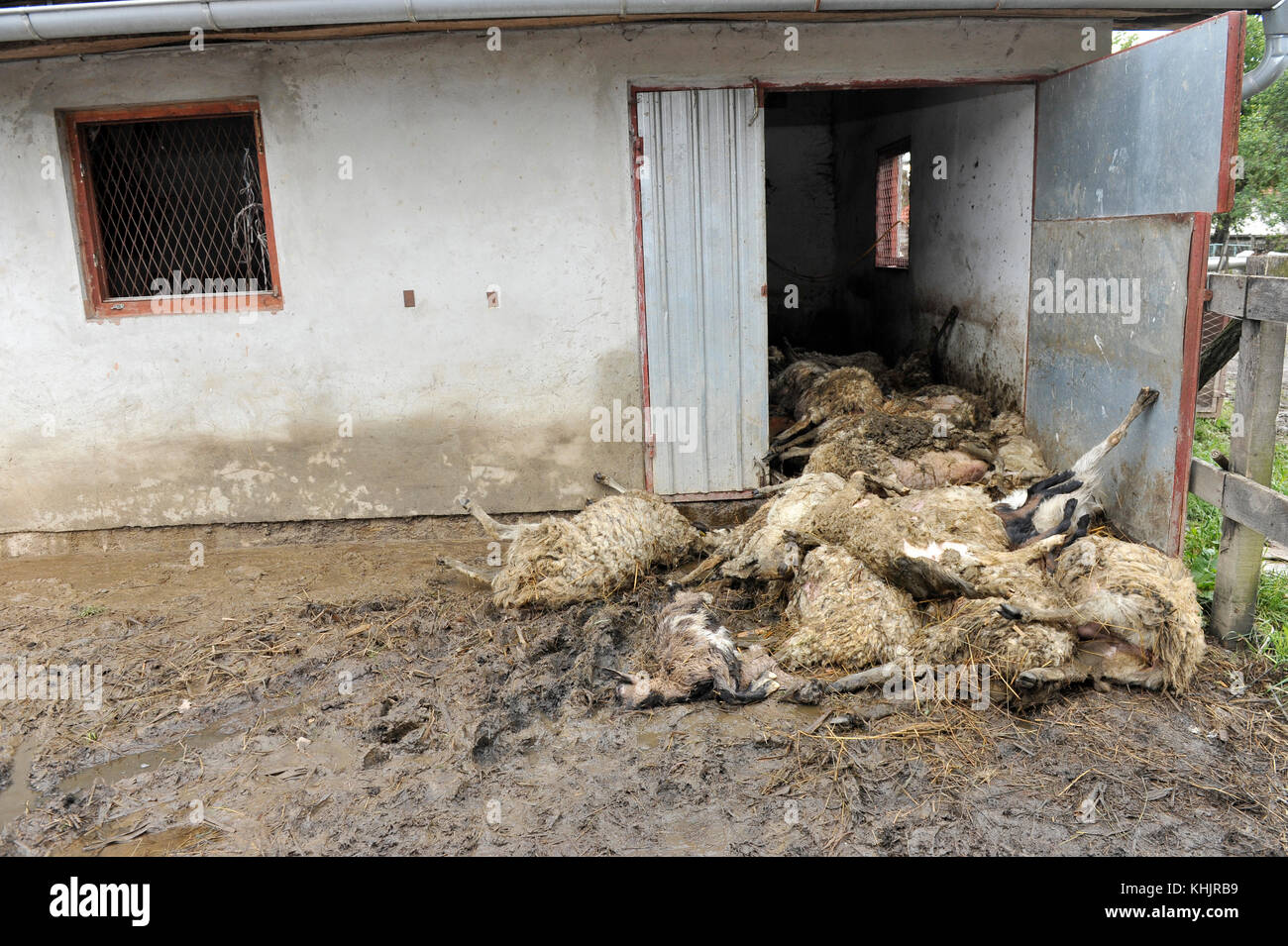The consequences of flooding, dead sheep in front of stable Stock Photo ...