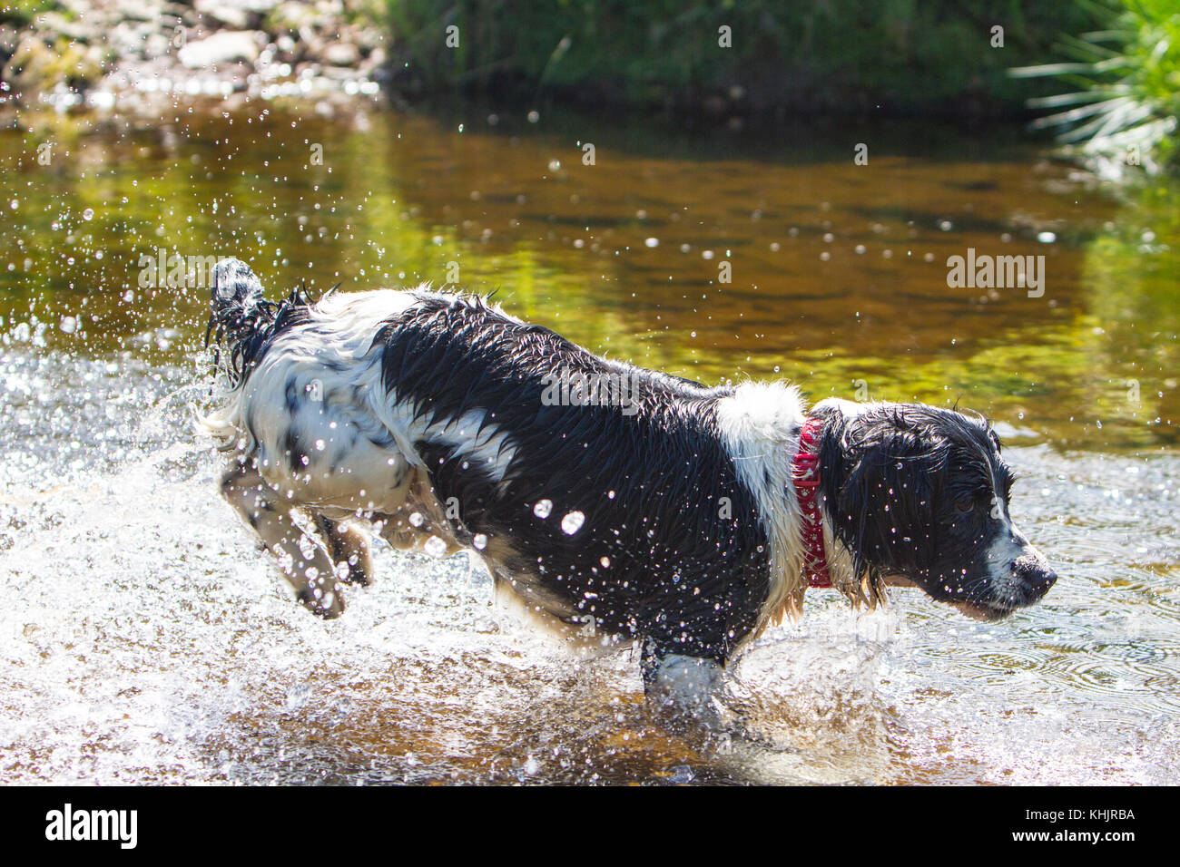 Shaking water dogs swimming river hi-res stock photography and images ...
