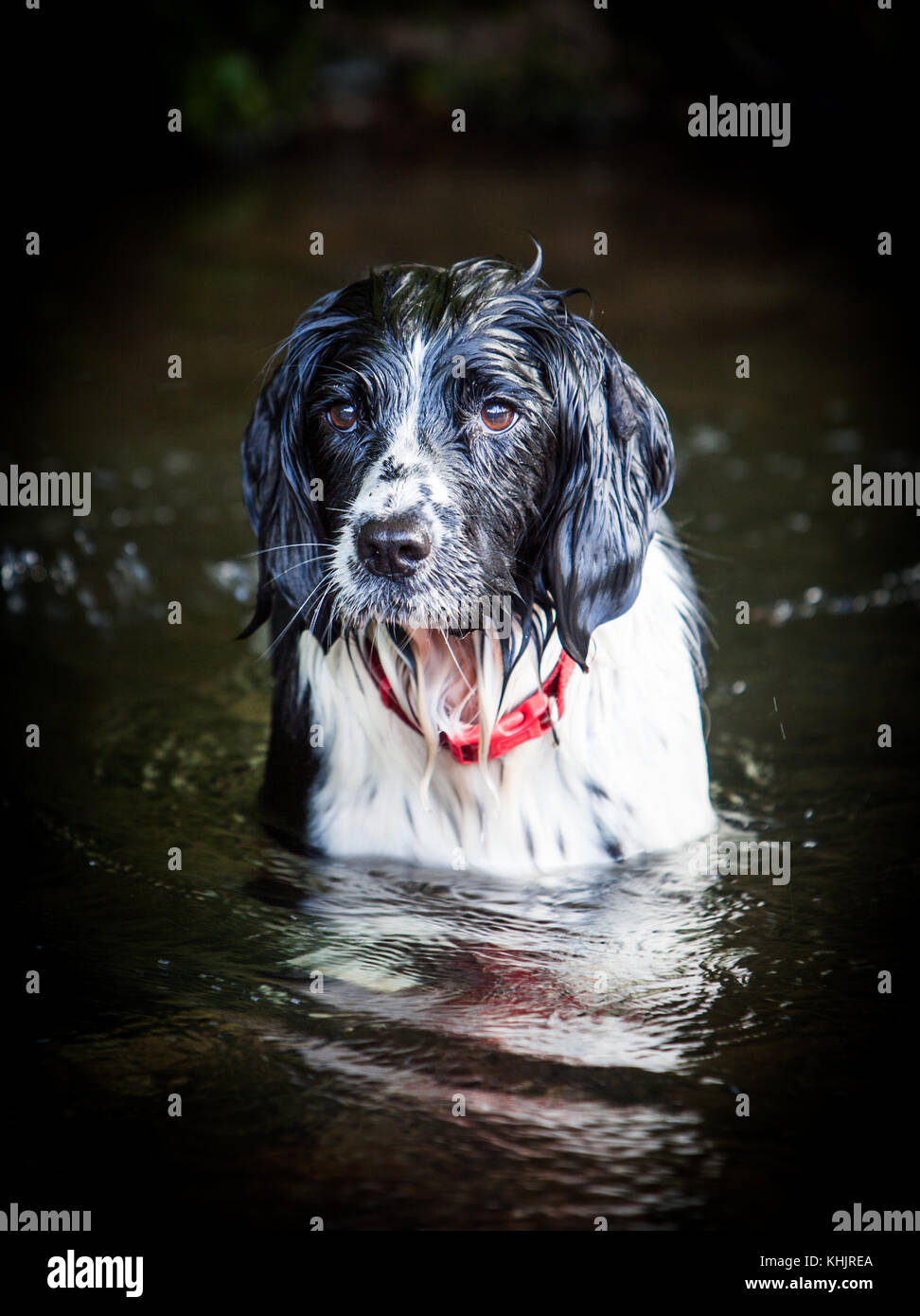 Working springer spaniels hi-res stock photography and images - Alamy