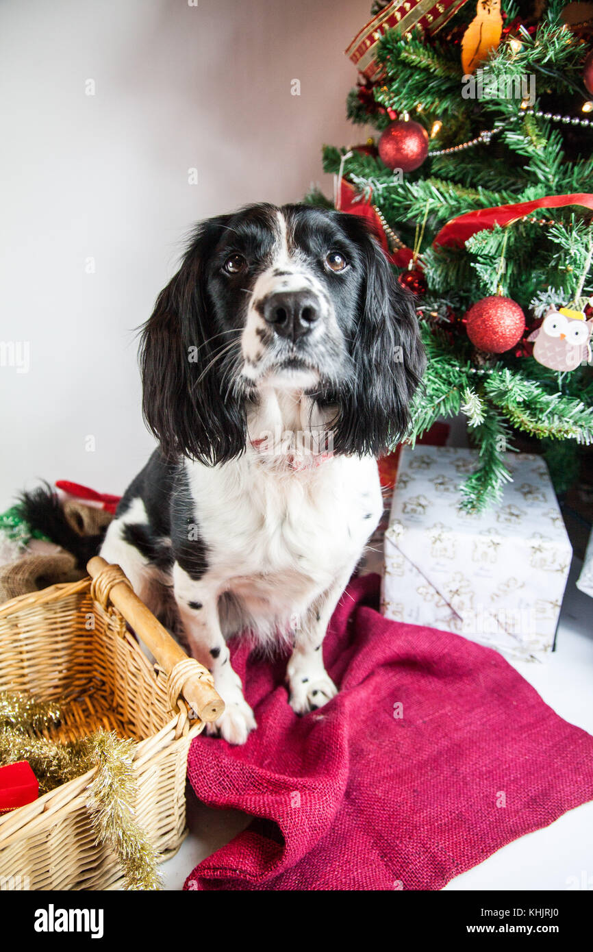 Cute Dog In Christmas Scene Stock Photo - Alamy
