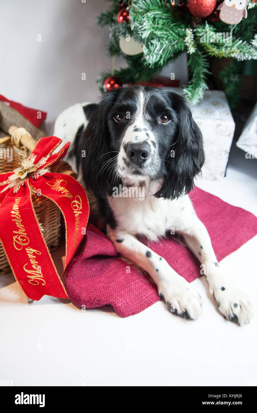 Cute Dog In Christmas Scene Stock Photo - Alamy