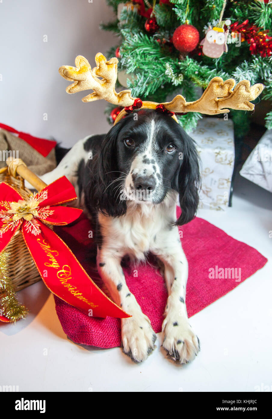 Cute Dog In Christmas Scene Stock Photo - Alamy