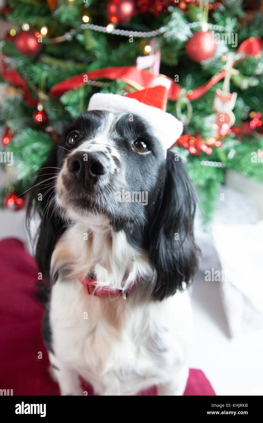 Cute Dog In Christmas Scene Stock Photo - Alamy