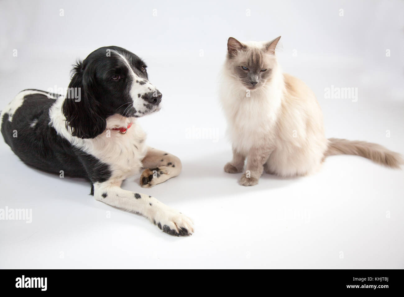 Cat and dog photoshoot hi-res stock photography and images - Alamy