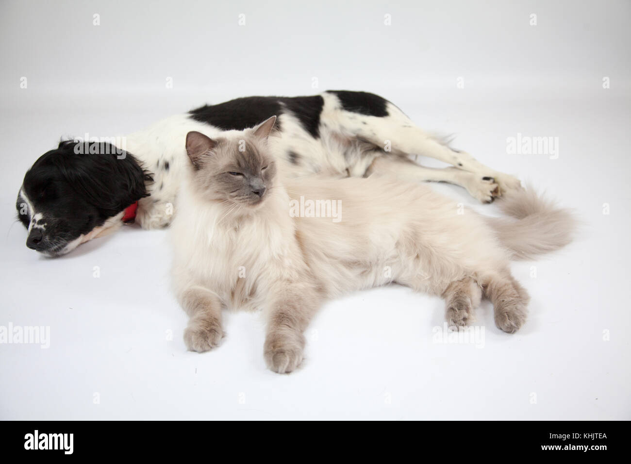 Ragdoll Cat & Springer Spaniel In a Photoshoot Stock Photo - Alamy