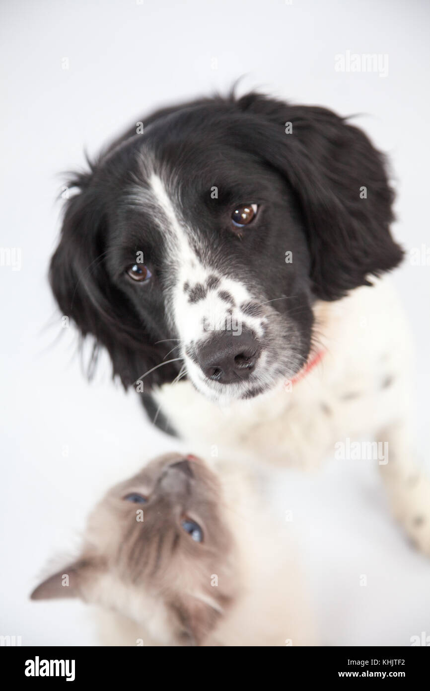 Ragdoll Cat & Springer Spaniel In a Photoshoot Stock Photo - Alamy
