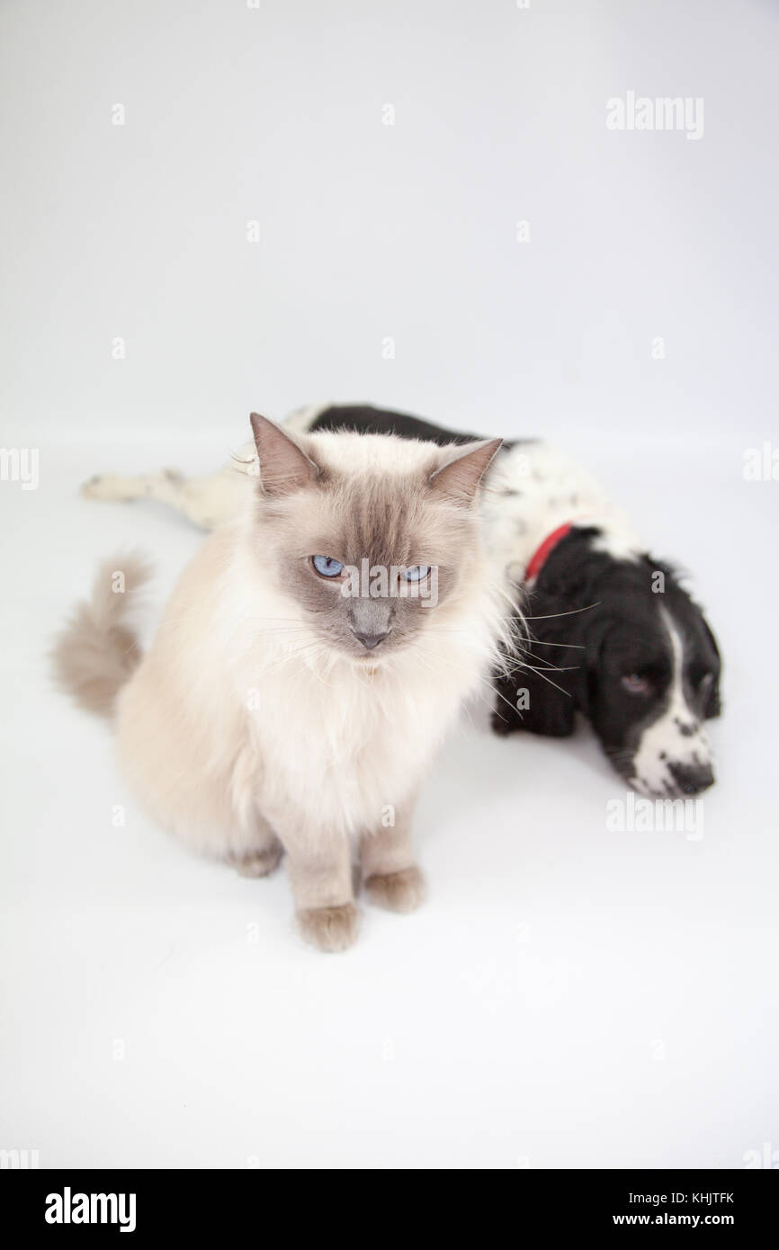 Ragdoll Cat & Springer Spaniel In a Photoshoot Stock Photo - Alamy