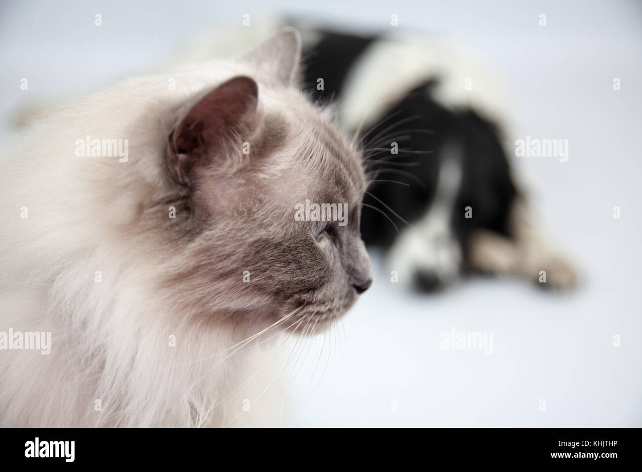 Ragdoll Cat & Springer Spaniel In a Photoshoot Stock Photo - Alamy